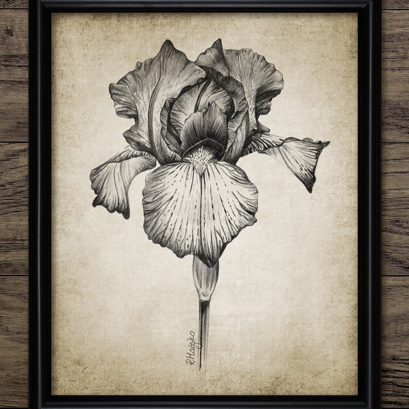 Flower Drawing - Etsy