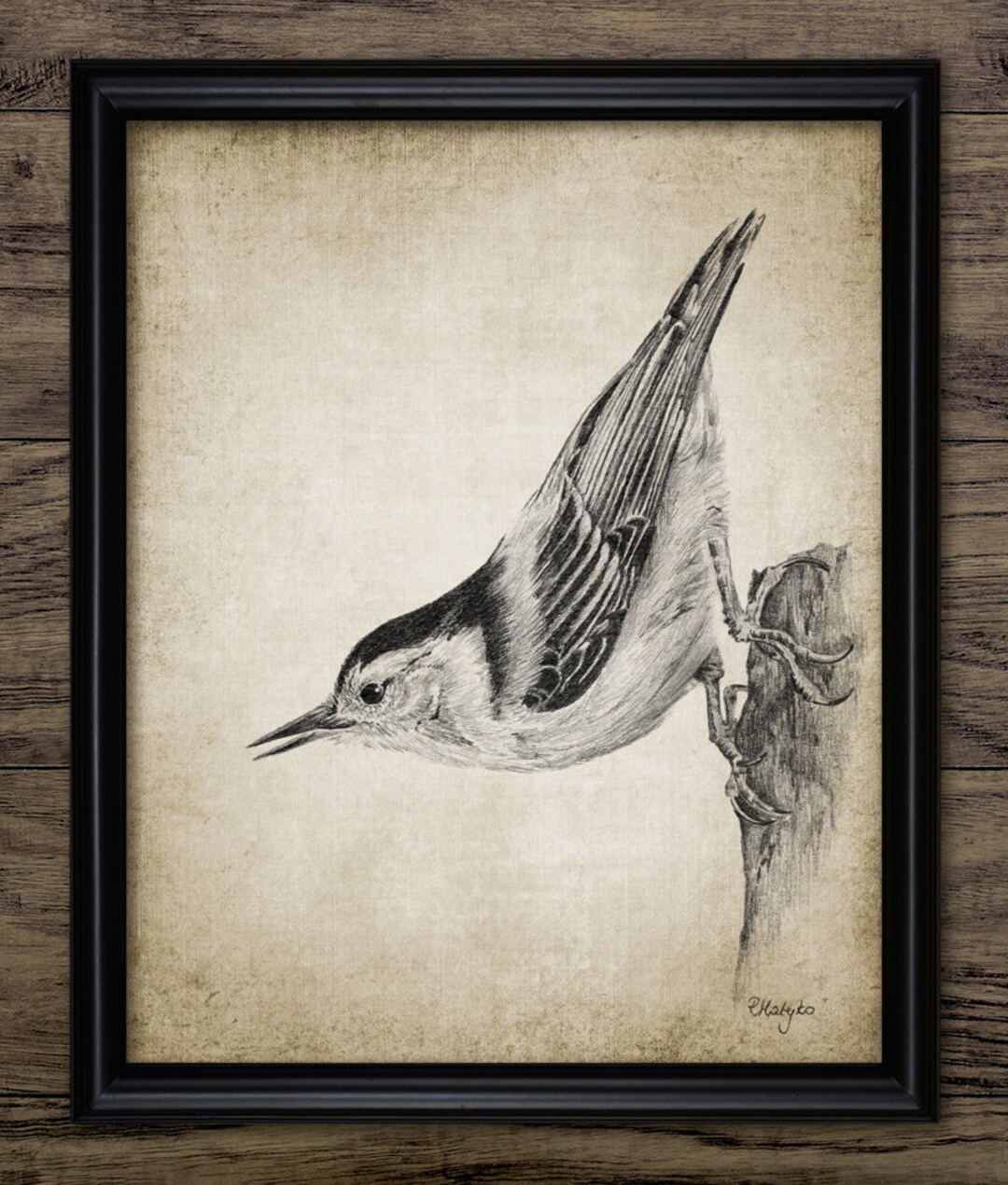 Nuthatch Pencil Drawing, Printable Nuthatch Bird, Nuthatch Bird ...