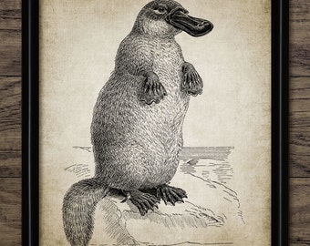 Platypus Art Platypus watercolor painting Giclee print