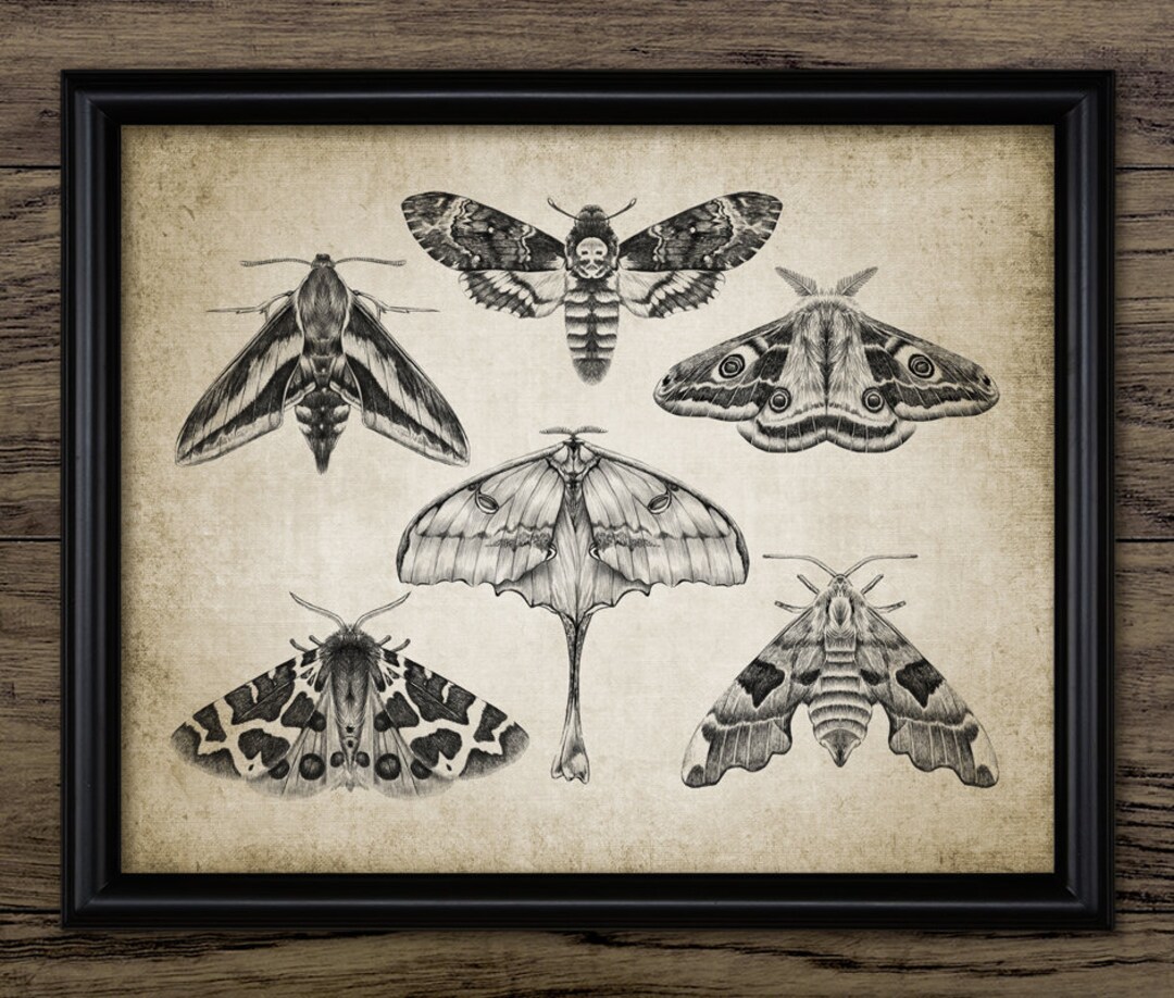 Moth Pencil Drawing Wall Art, Printable Moths, Lepidopterology, Living ...