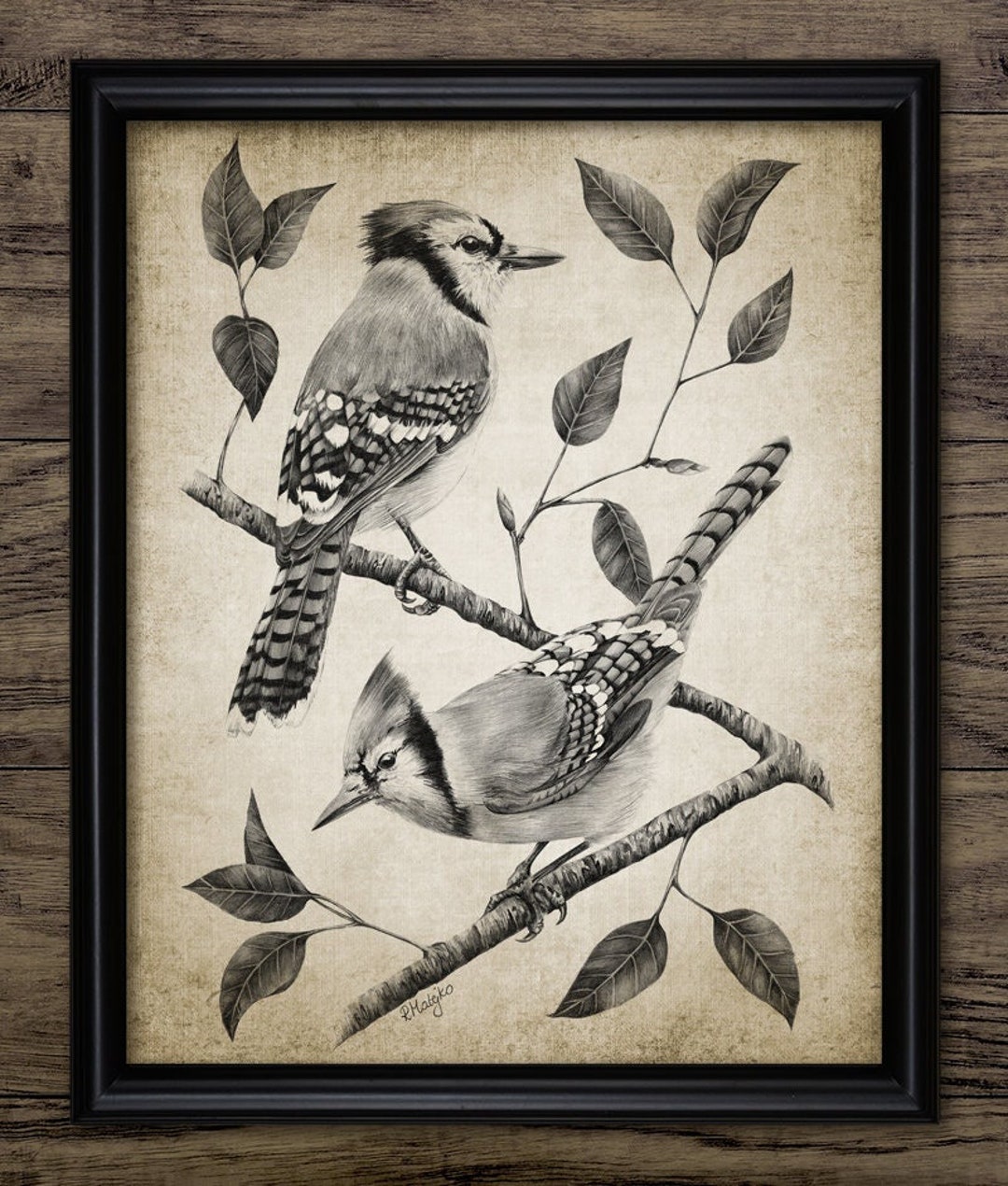 Blue Jay Pencil Drawing Printable Blue Jay Pencil Drawing - Etsy Australia