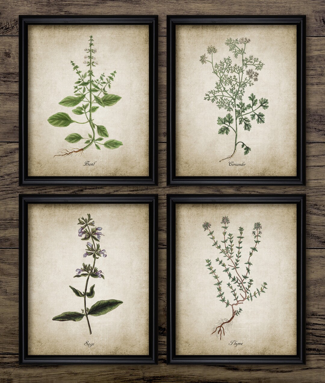 Vintage Herb Wall Art Set of 4, Printable Garden Herb, Basil, Coriander ...