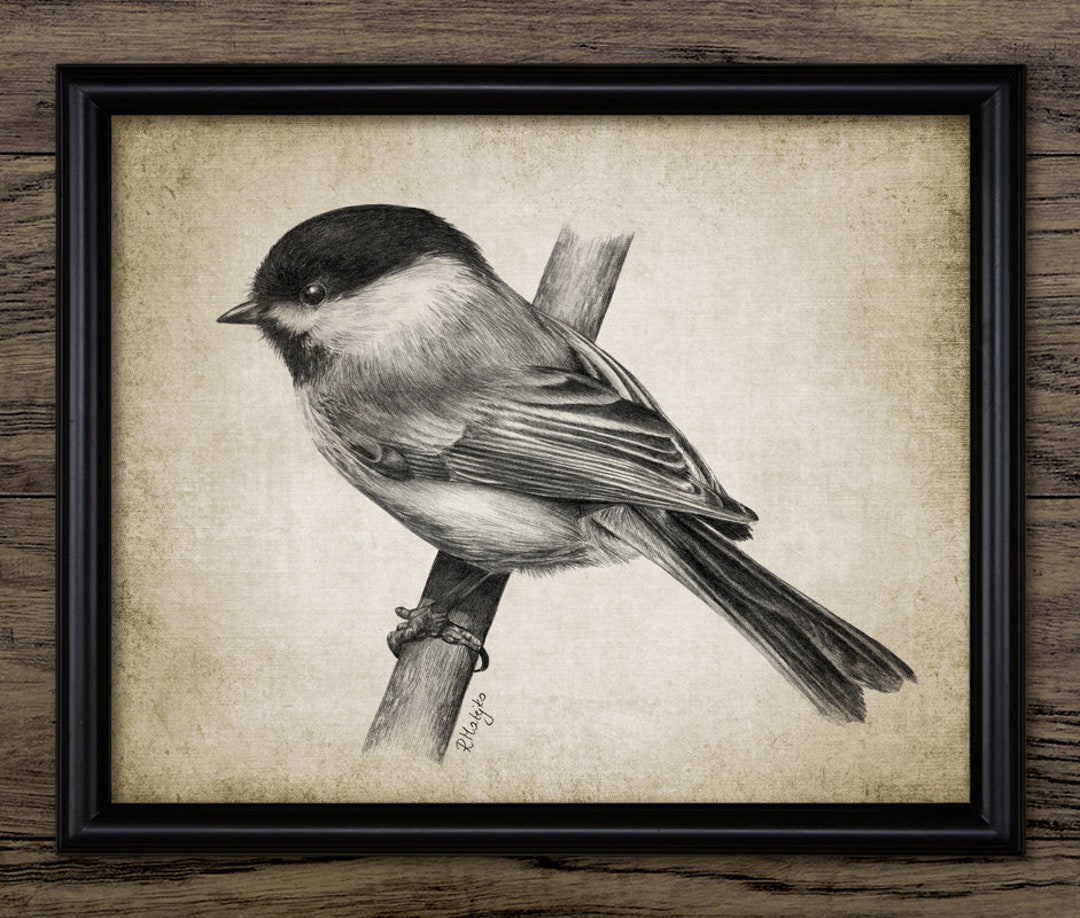 Chickadee Pencil Drawing, Printable Chickadee Drawing, American Bird ...