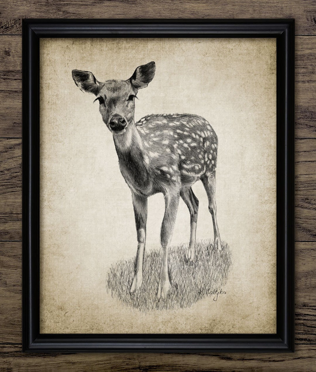 Fawn Drawings