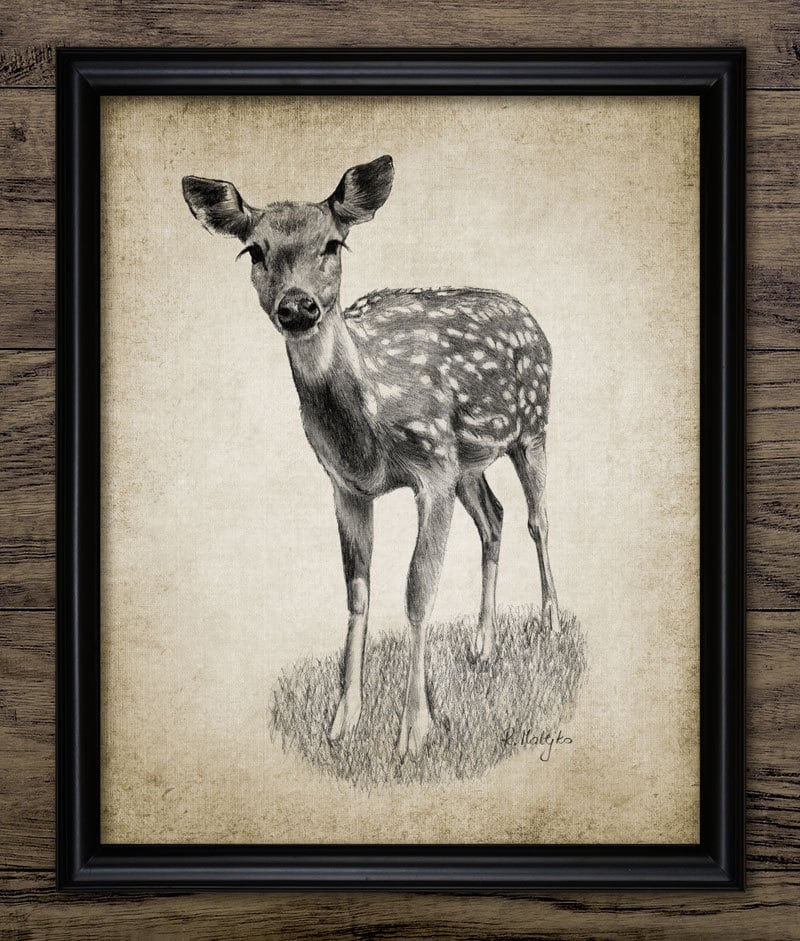Drawings Of Baby Deer