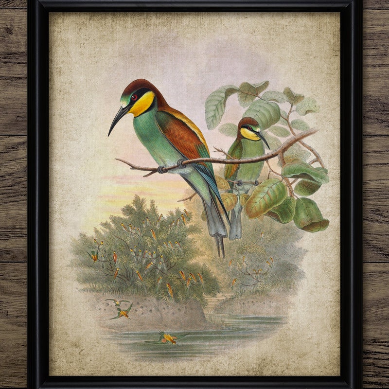 Bee Eater - Etsy