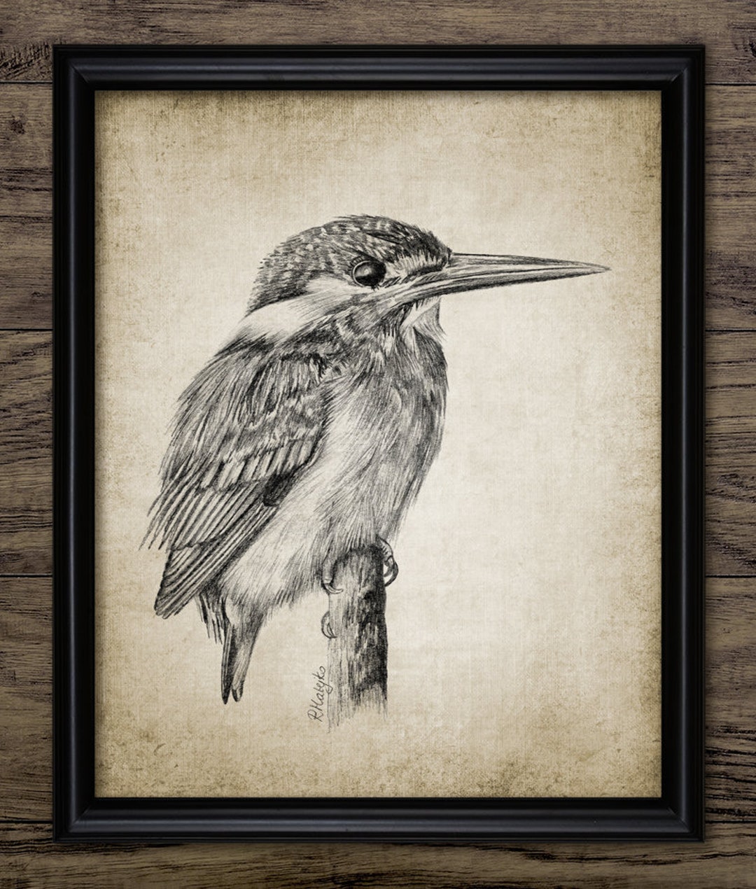 Kingfisher Pencil Drawing, Printable Common Kingfisher Drawing, River ...