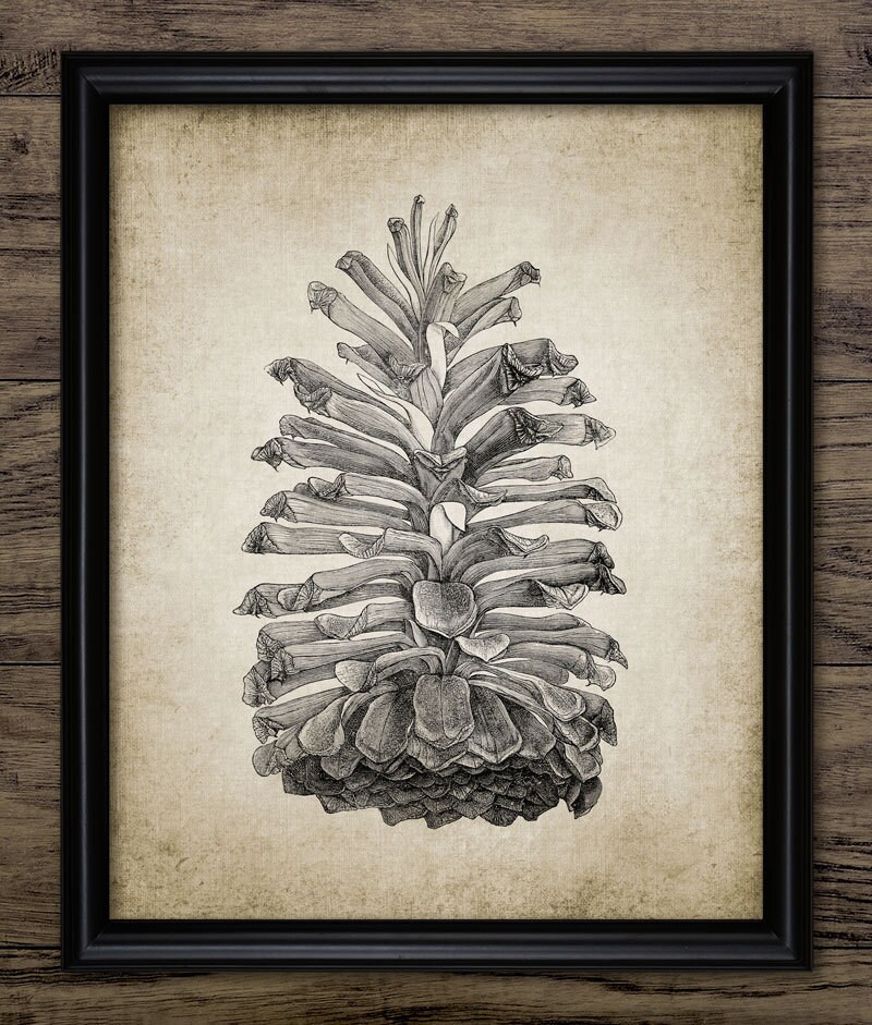 Pine Cone Tree Drawing