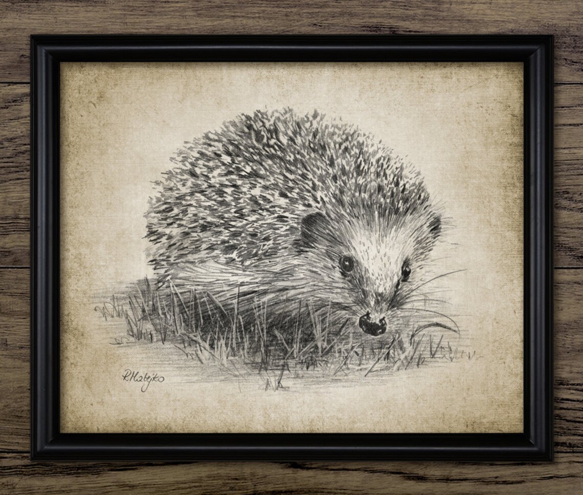 Hedgehog Pencil Drawing, Printable Hedgehog Wall Art, Hedgehog Art ...