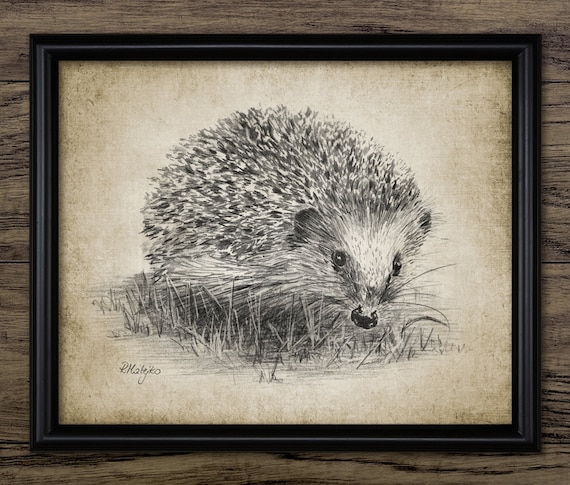 Hedgehog Pencil Drawing Printable Hedgehog Wall Art Hedgehog | Etsy
