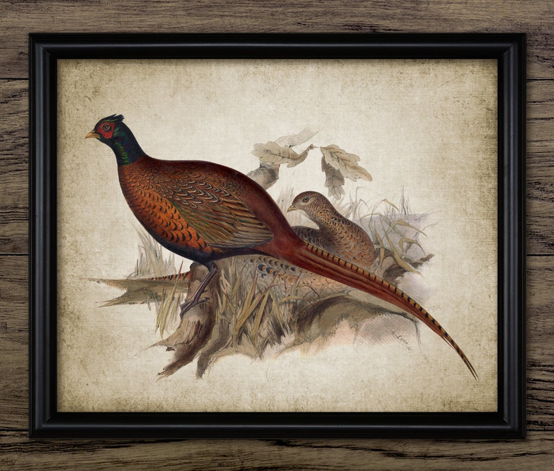 Pheasant Wall Art, Vintage Digital Print, Printable Game Bird Wall Art ...