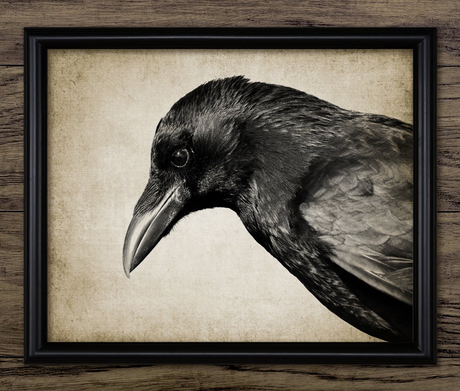 Raven Wall Art, Printable Raven Bird, Black Bird, Common Raven ...