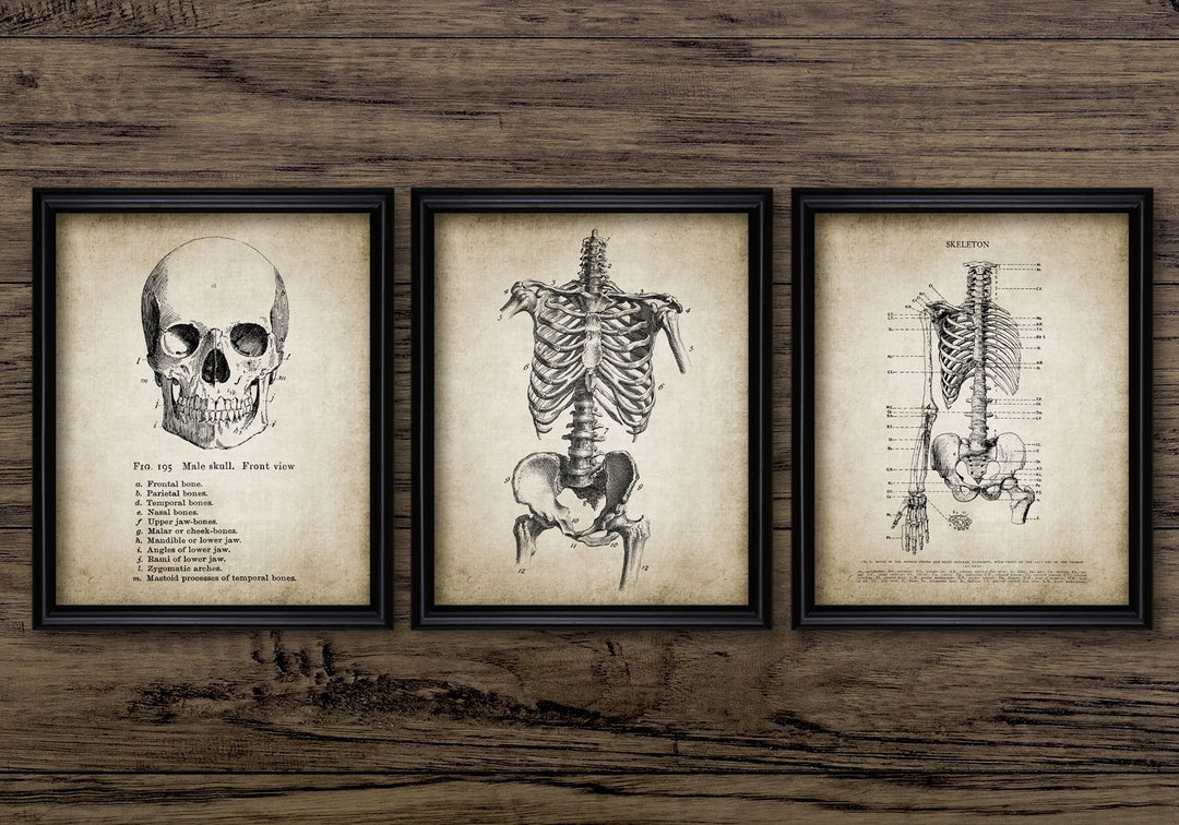 Human Anatomy Print Set of 3 - Human Anatomy - Vintage Human Anatomy ...