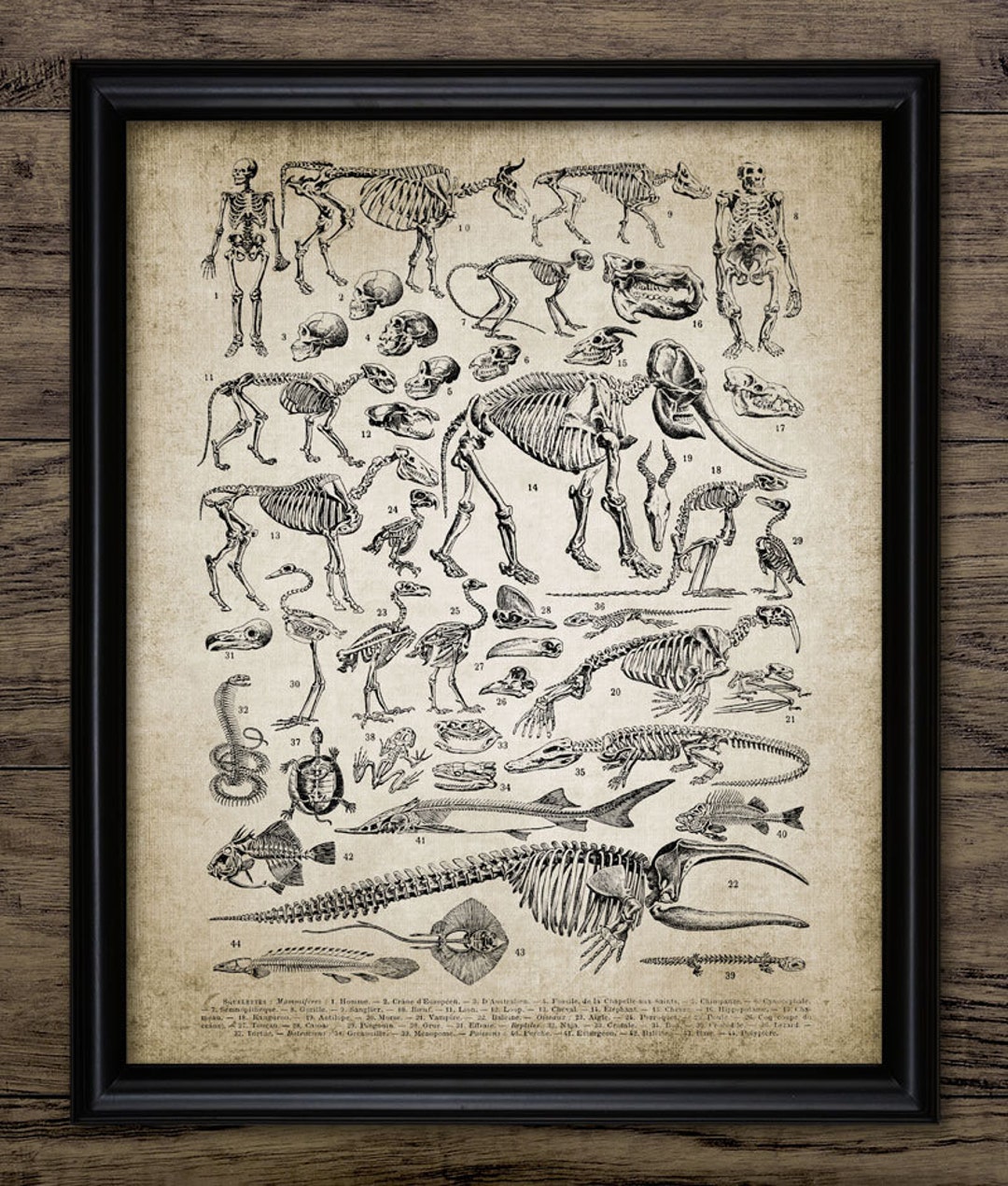 Fossil Art Print, Printable Paleontology, Evolution, Paleontology Wall ...