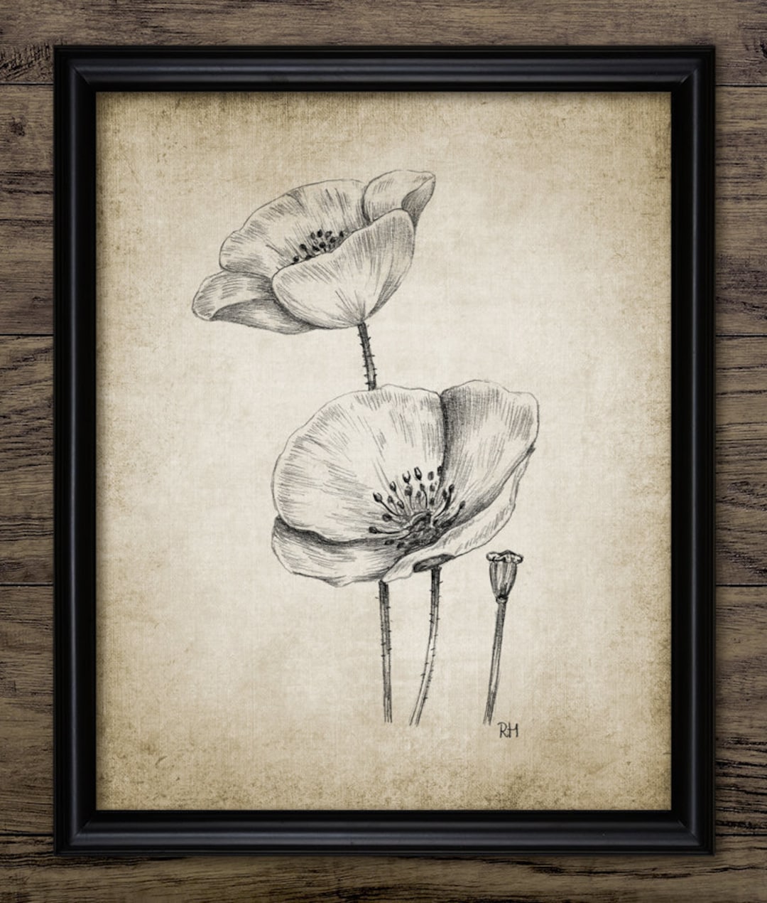 Poppy Pencil Drawing, Printable Poppy Pencil Drawing, Poppy Flower Wall Art, Poppy Flower ...