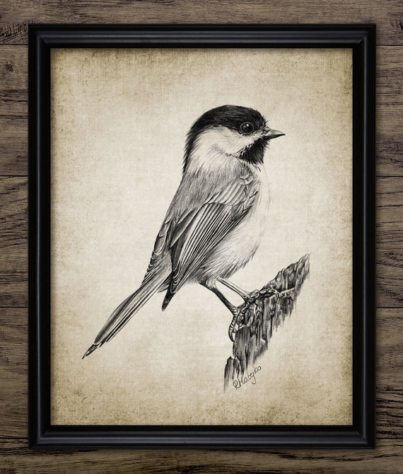 Chickadee Pencil Drawing Printable Chickadee Drawing | Etsy