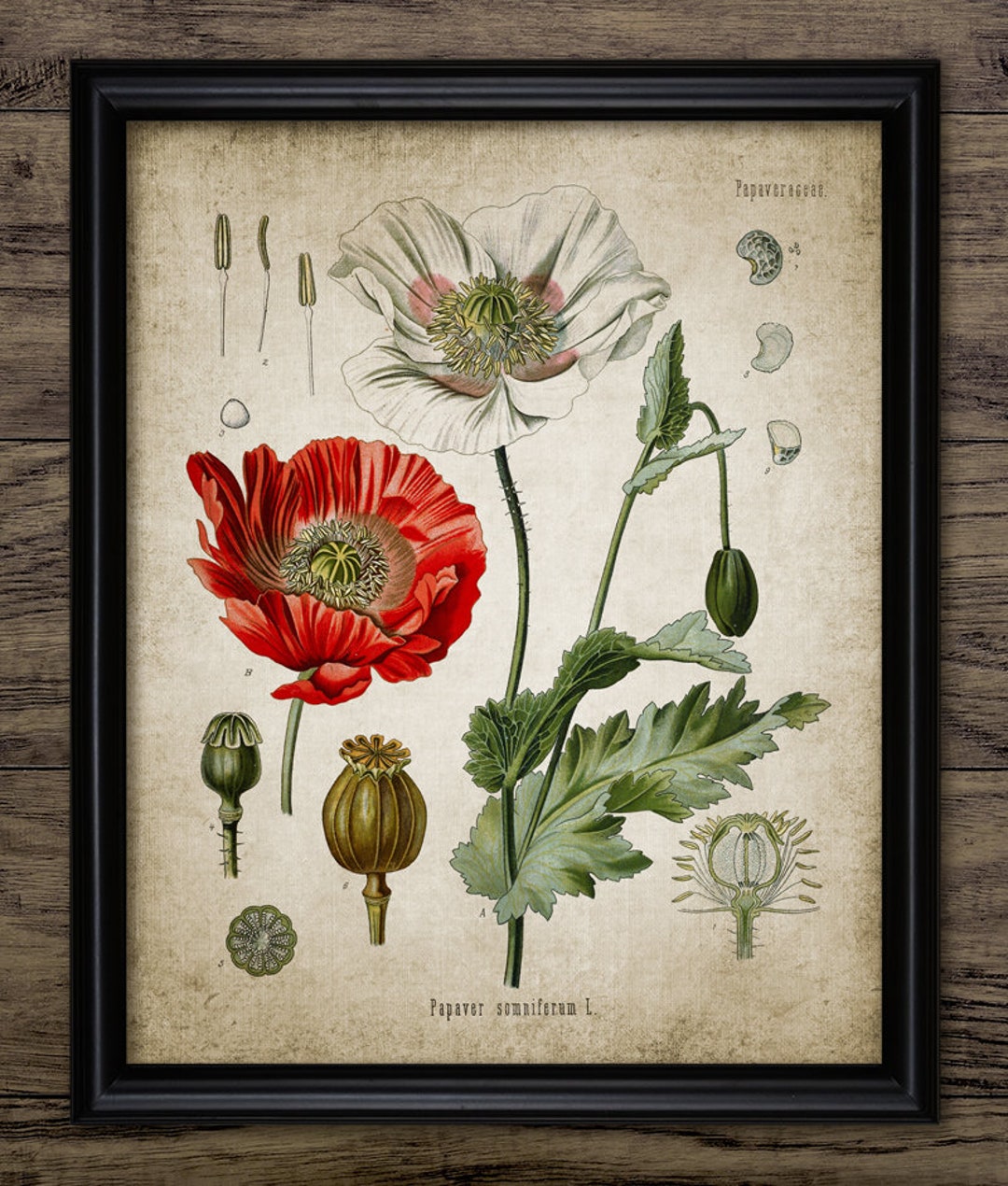 Poppy Flower Art, Printable Red Poppy, Botanical Print, Opium Poppy ...