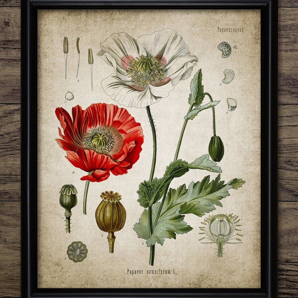 Poppy Art - Etsy