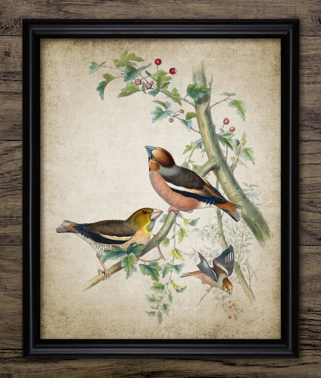 Hawfinch Bird Wall Art, Vintage Digital Print, Printable Hawfinch ...