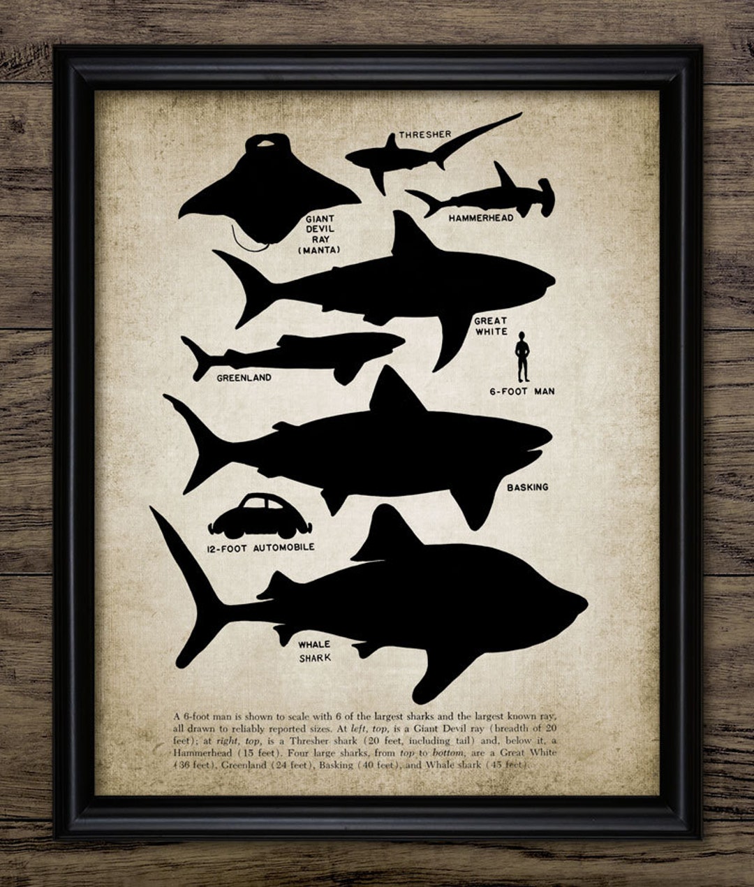 Shark Wall Art, Printable Shark Size Chart, Shark Illustration, Sharks ...