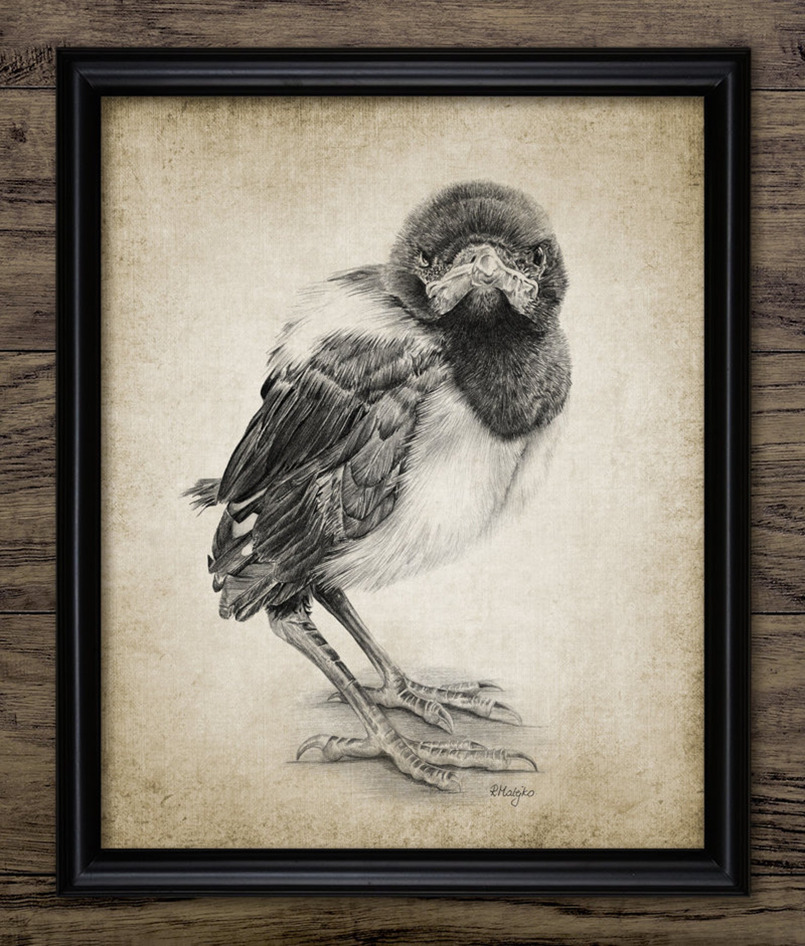 Magpie Chick Pencil Drawing, Printable Magpie Drawing, Baby Magpie ...