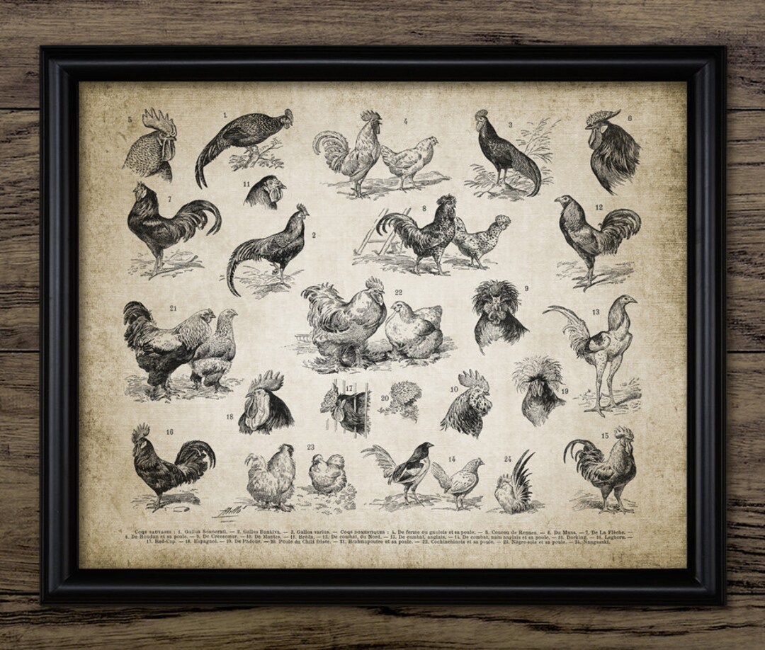 Vintage Chicken Breeds Wall Art, Different Types of Chicken, Chicken ...