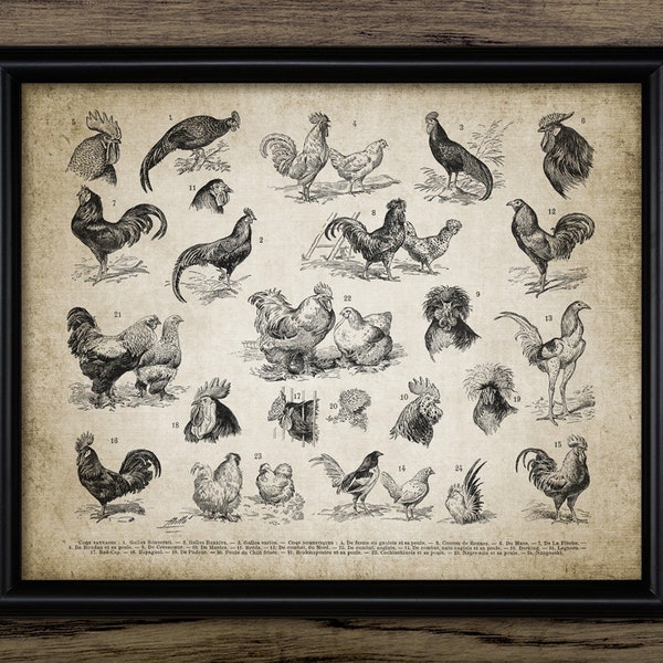 Chicken Breeds Poster - Etsy