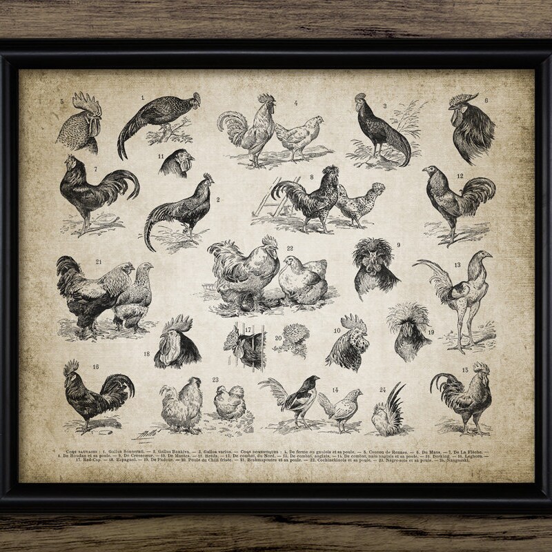 Chicken Breeds Poster - Etsy