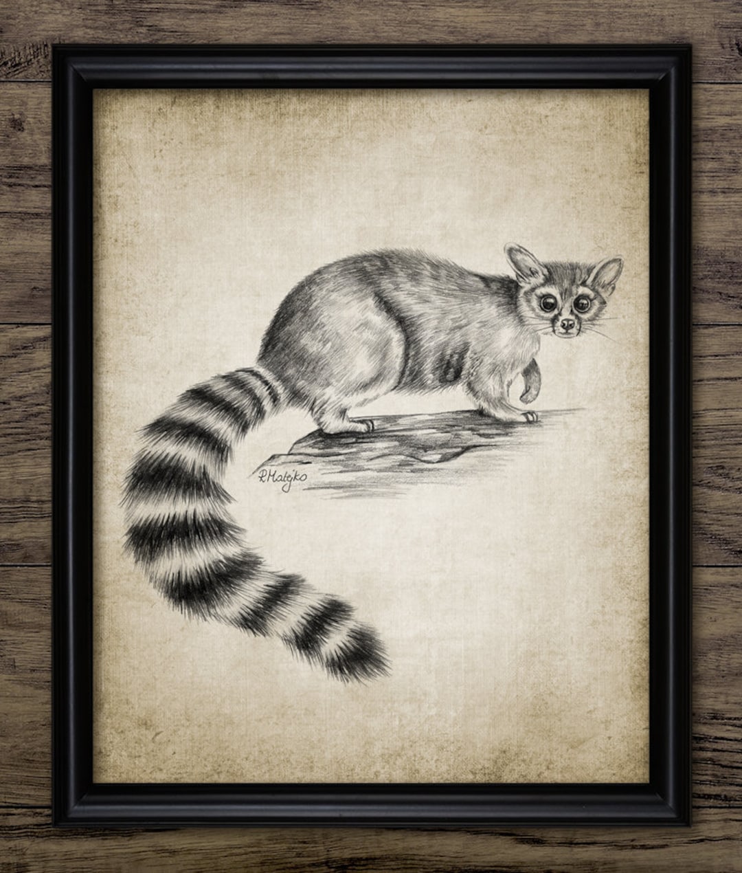 Ringtail Pencil Drawing, Printable Ringtail Art, North American ...