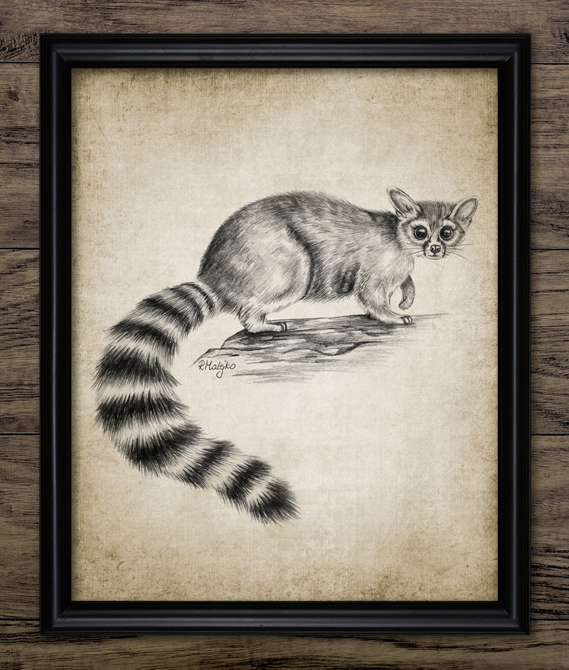 Ringtail Pencil Drawing, Printable Ringtail Art, North American ...