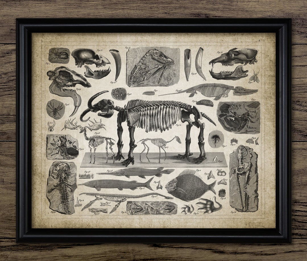Fossil Wall Art, Printable Paleontology, Evolution, Skeleton Art ...