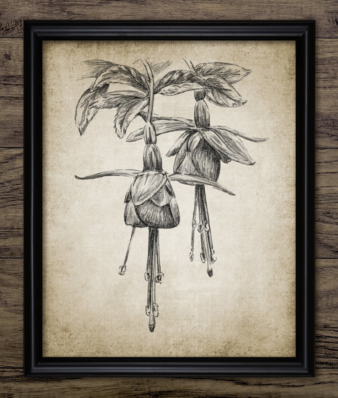 Fuchsia Pencil Drawing Printable Fuchsia Pencil Drawing | Etsy