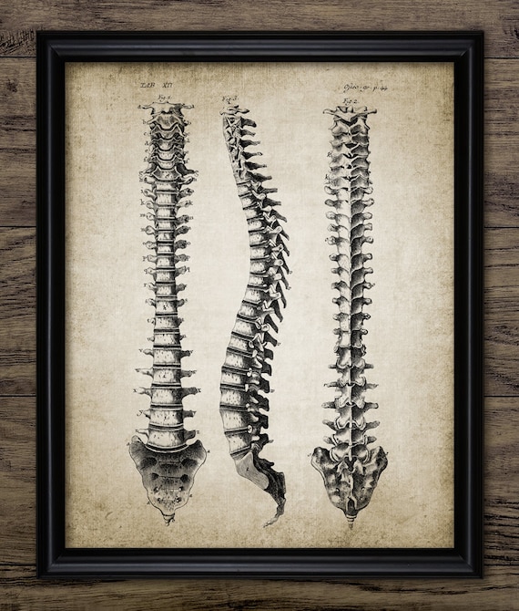 Human Spine Wall Art Printable Human Anatomy Medical - Etsy