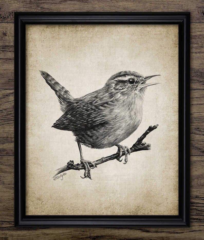 Wren Pencil Drawing Printable Wren Drawing Wren Bird Decor - Etsy