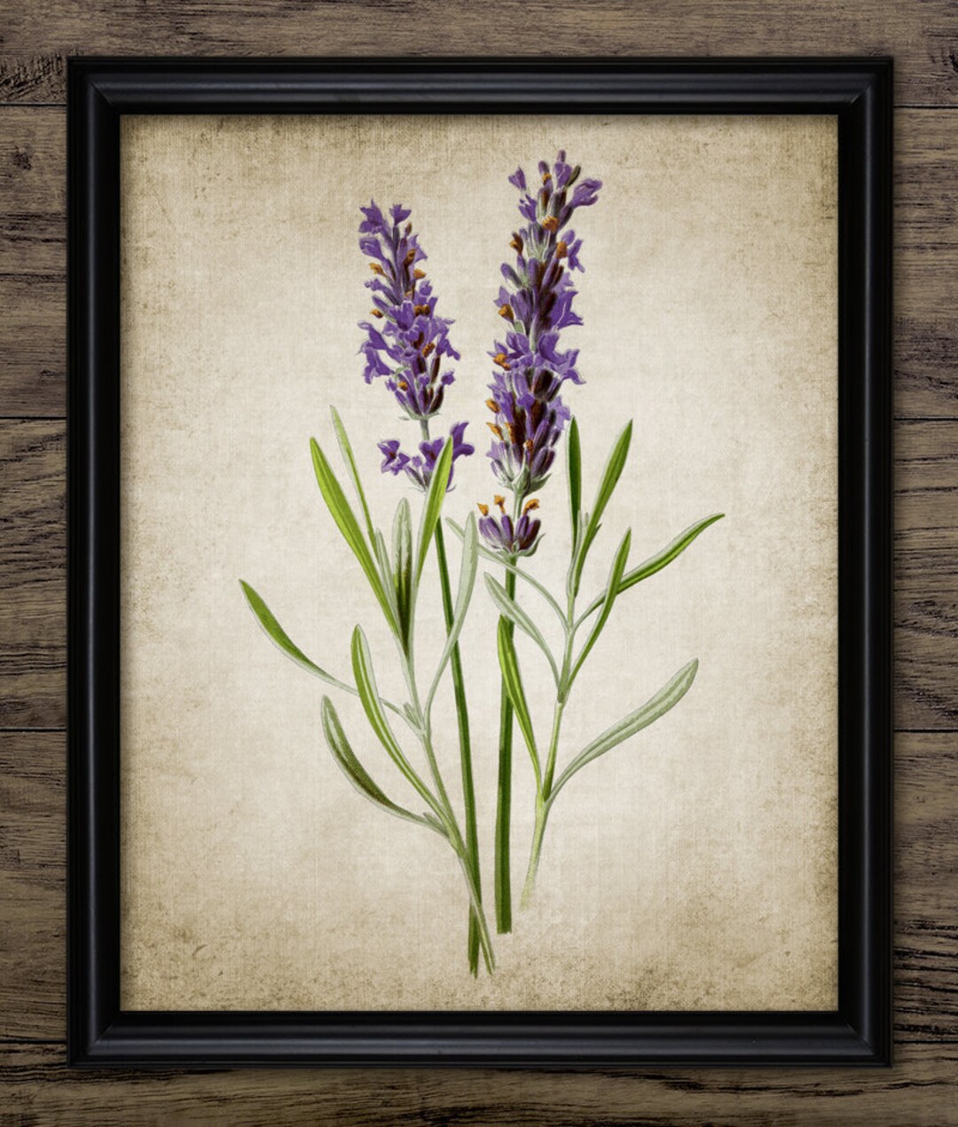 Vintage Lavender Plant Art, Printable Lavender, Fragrant Herb Plant ...