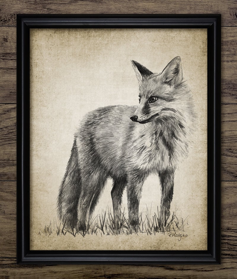Red Fox Pencil Drawings
