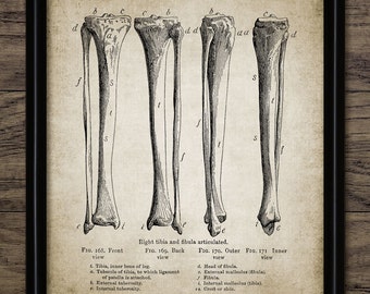Skeleton Leg Drawing