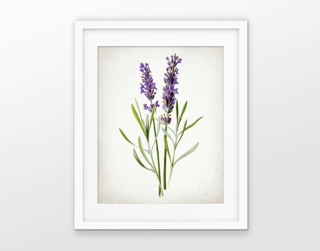 Lavender Plant Art, Printable Lavender, Lavender Fragrant Herb Plant ...