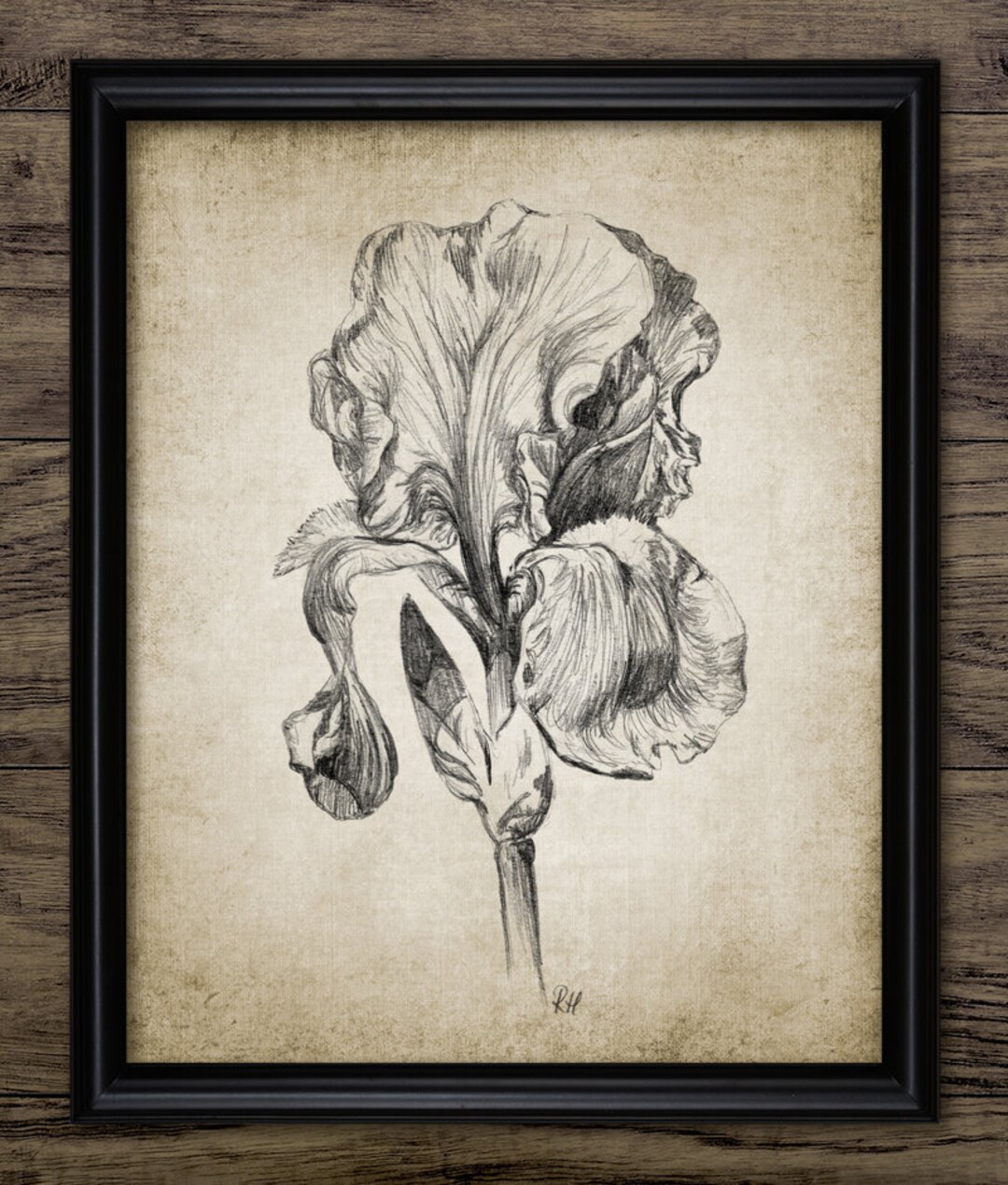 Iris Flower Pencil Drawing, Printable Irises, Flower Drawing, Butterfly ...