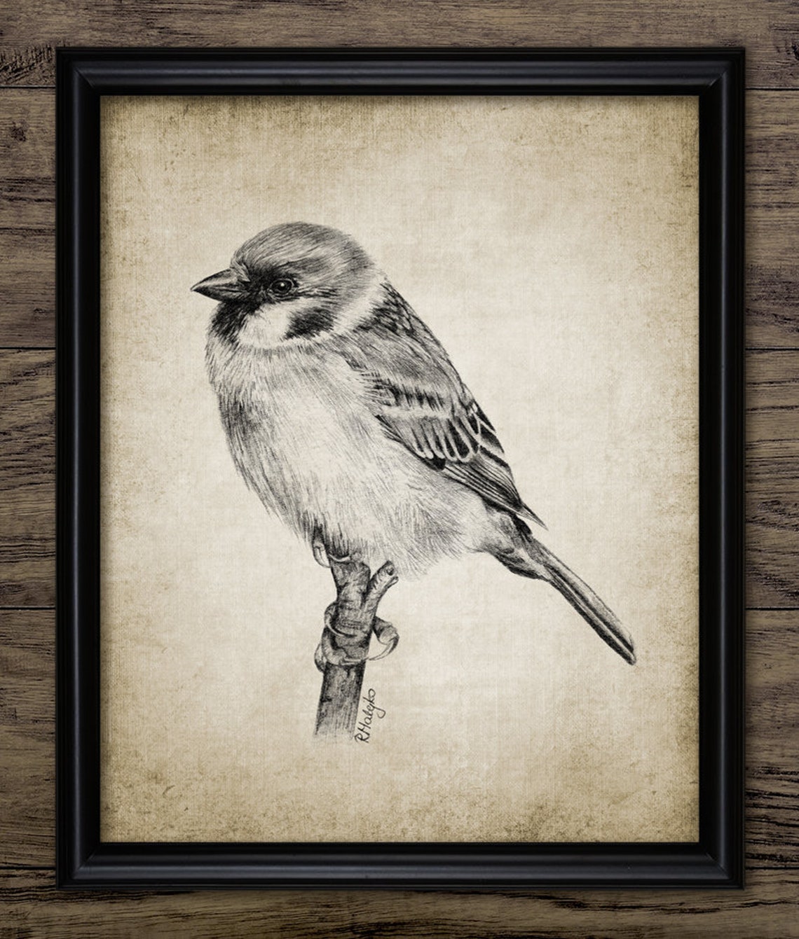 Sparrow Pencil Drawing Printable Sparrow Bird Bird - Etsy