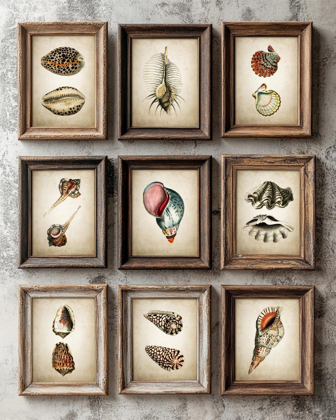 Antique Shells Wall Art Print Set of 9, Bathroom Posters, Vintage Shell ...