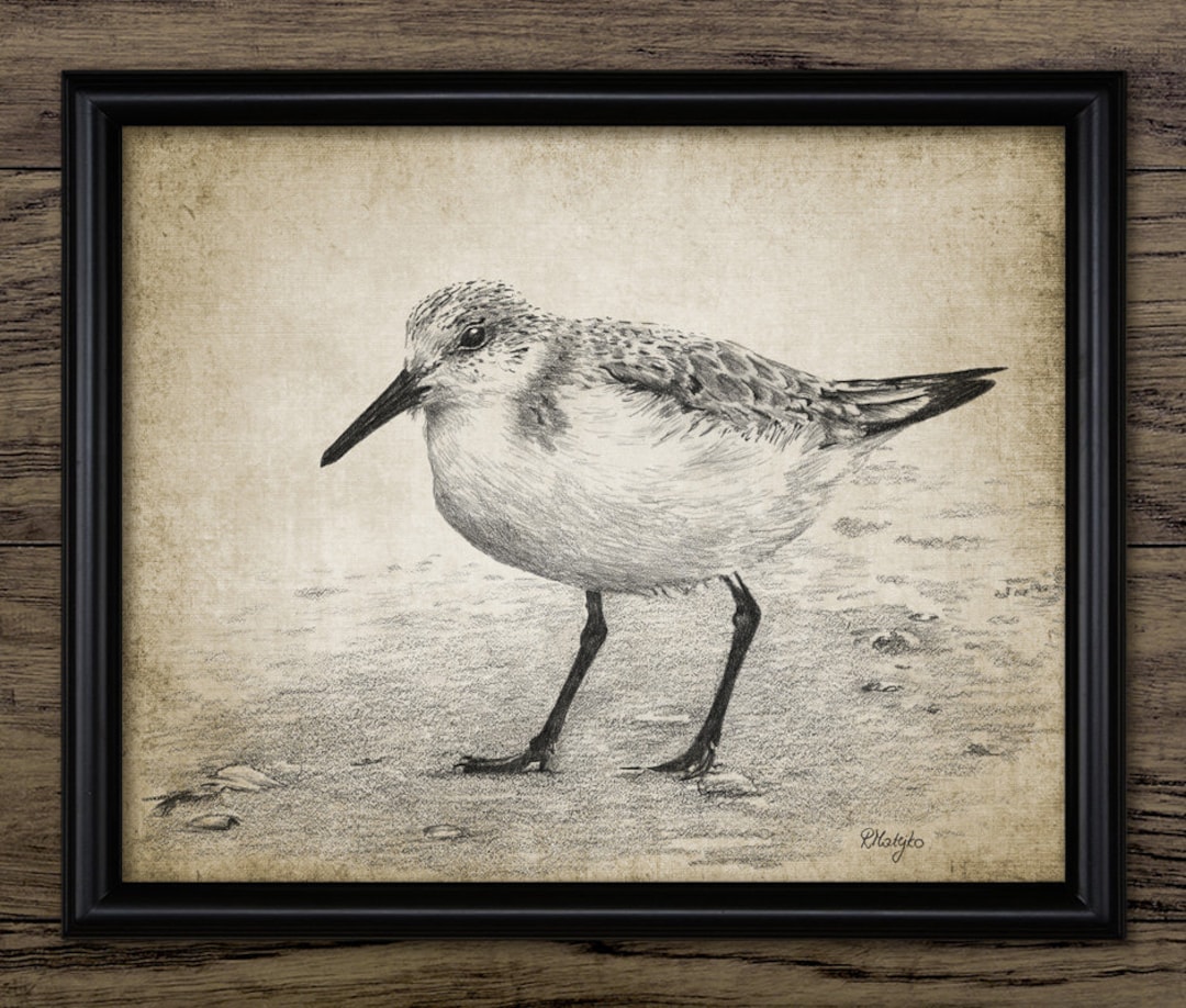 Sandpiper Pencil Drawing, Printable Sandpiper Bird, Shorebird ...