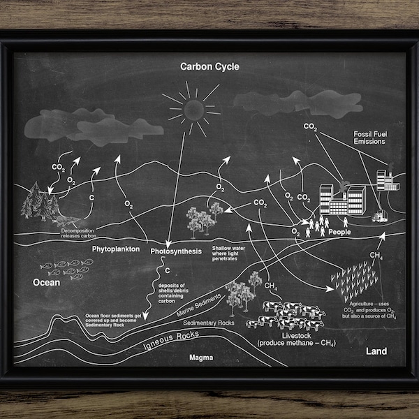 Carbon Cycle Poster - Etsy