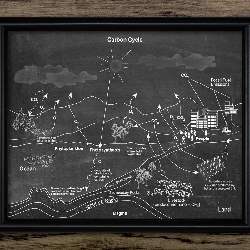 Carbon Cycle Poster - Etsy