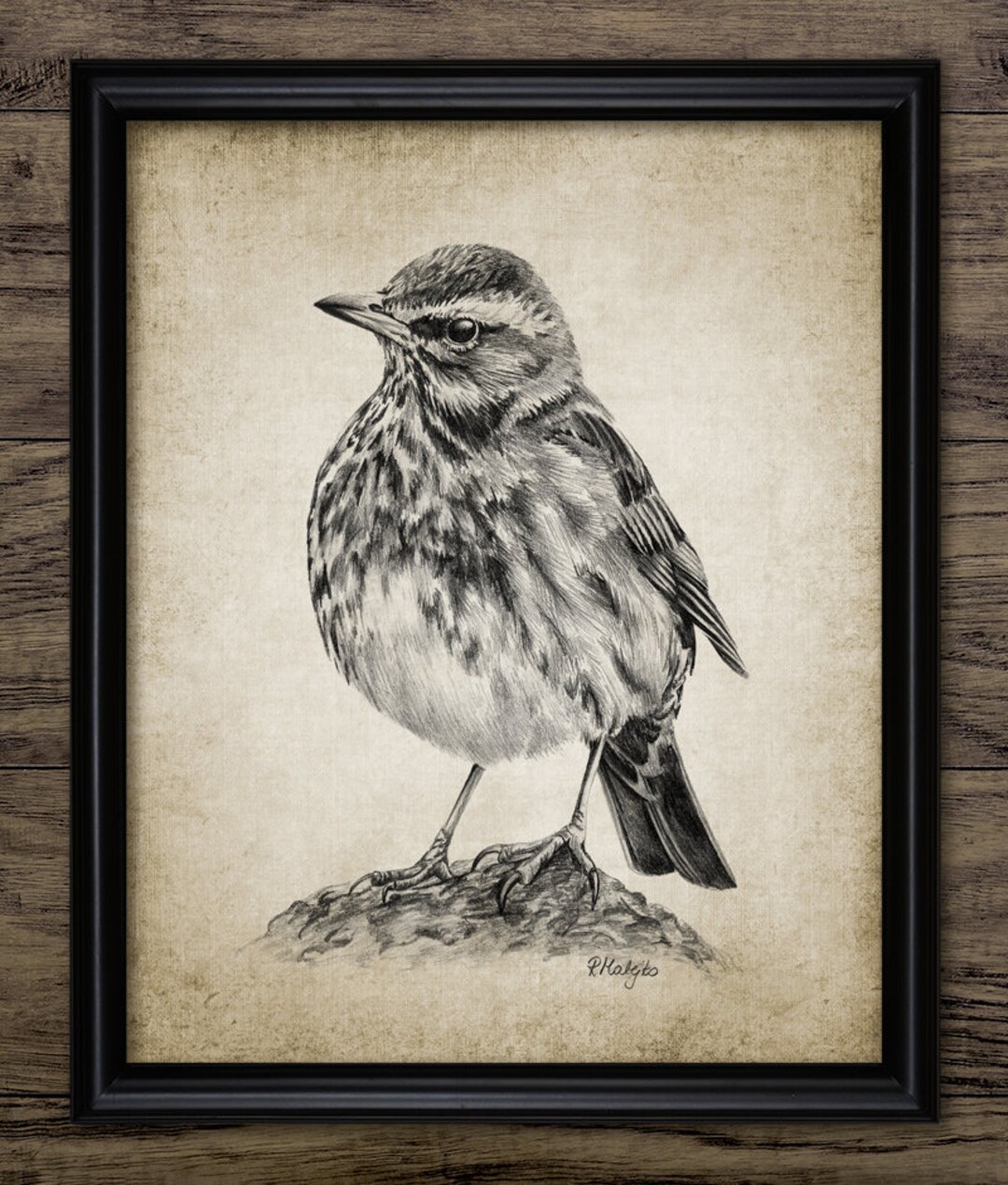 Redwing Pencil Drawing, Printable Redwing Wall Art, Instant Bird Print ...
