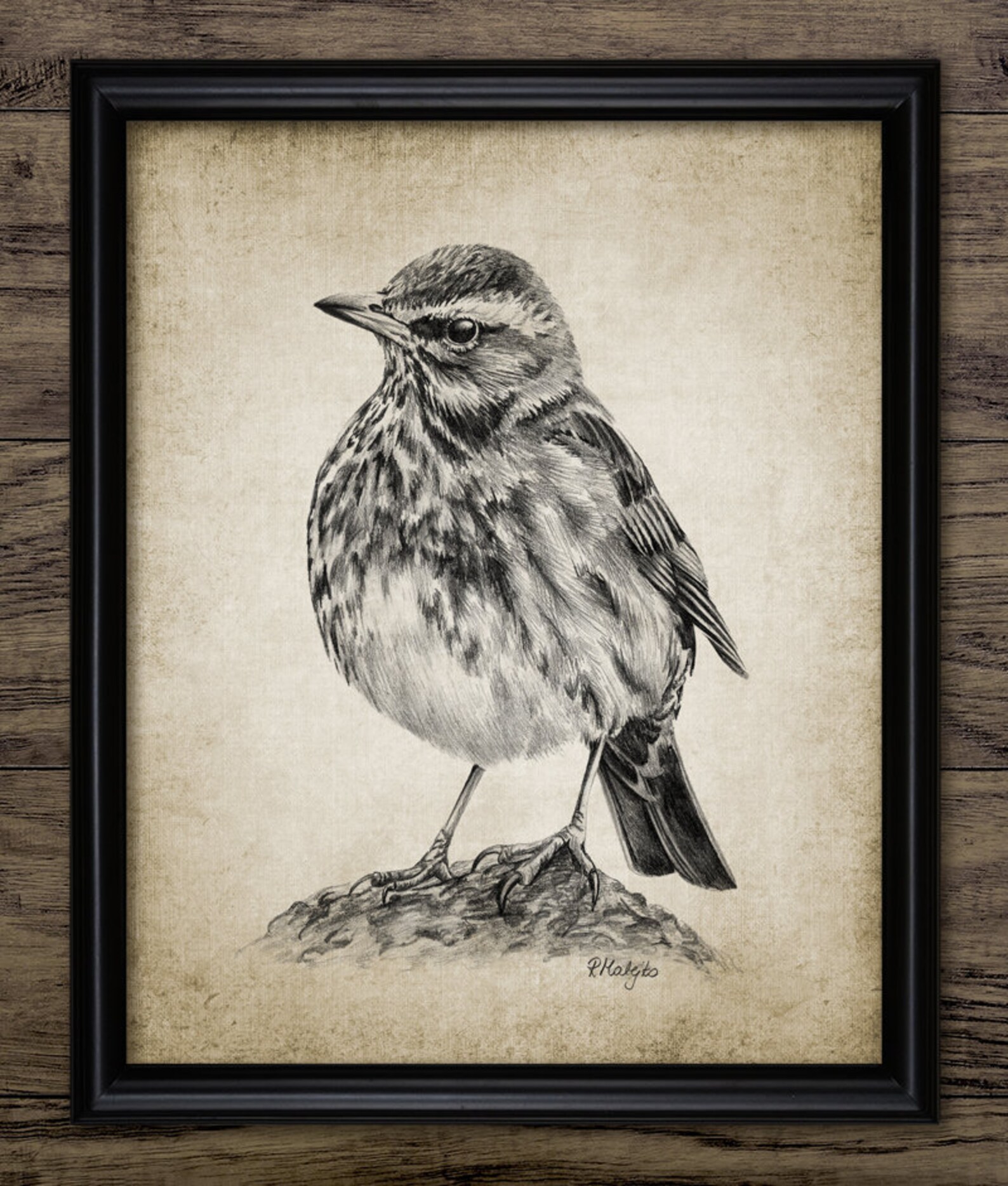 Redwing Pencil Drawing Printable Redwing Bird Illustration - Etsy