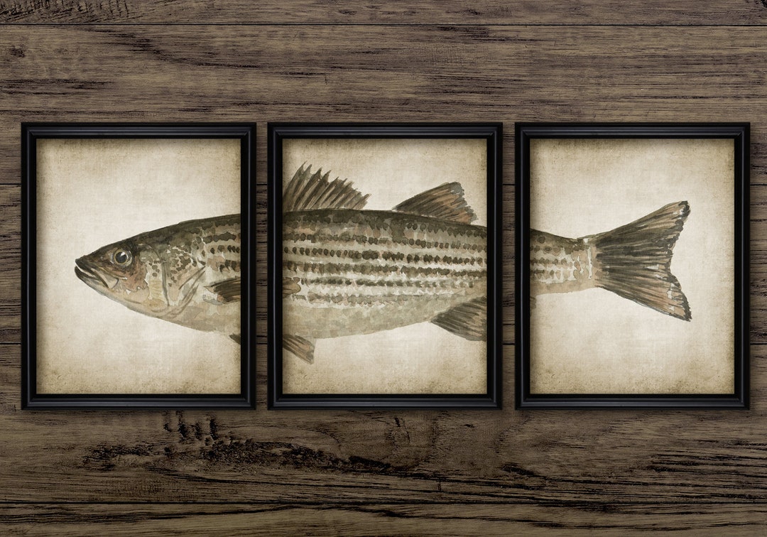 Striped Bass Watercolor Painting Set of 3, Printable Fish Painting ...