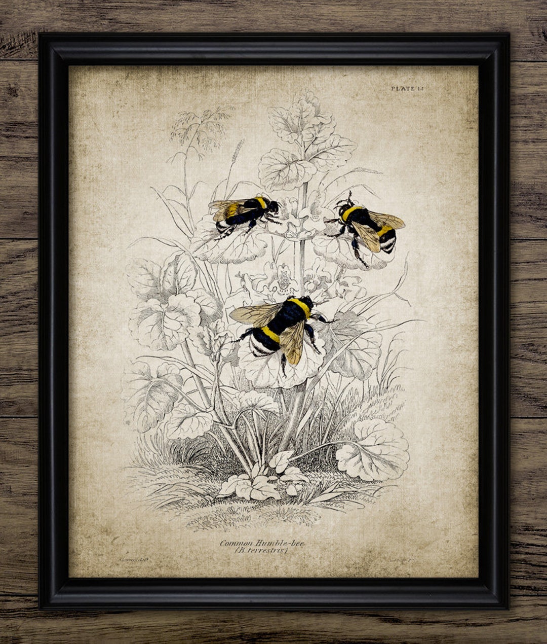 Vintage Bumble Bee Wall Art, Printable Bumble Bees, Insect Art, Queen ...