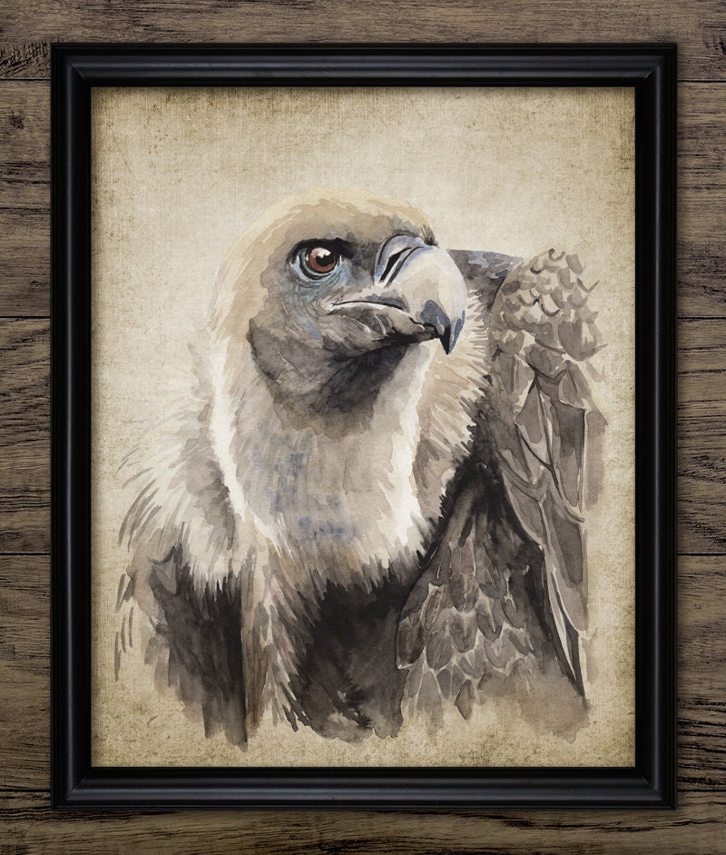 Vulture Watercolor Print, Printable Vulture Wall Art, Vulture Bird ...