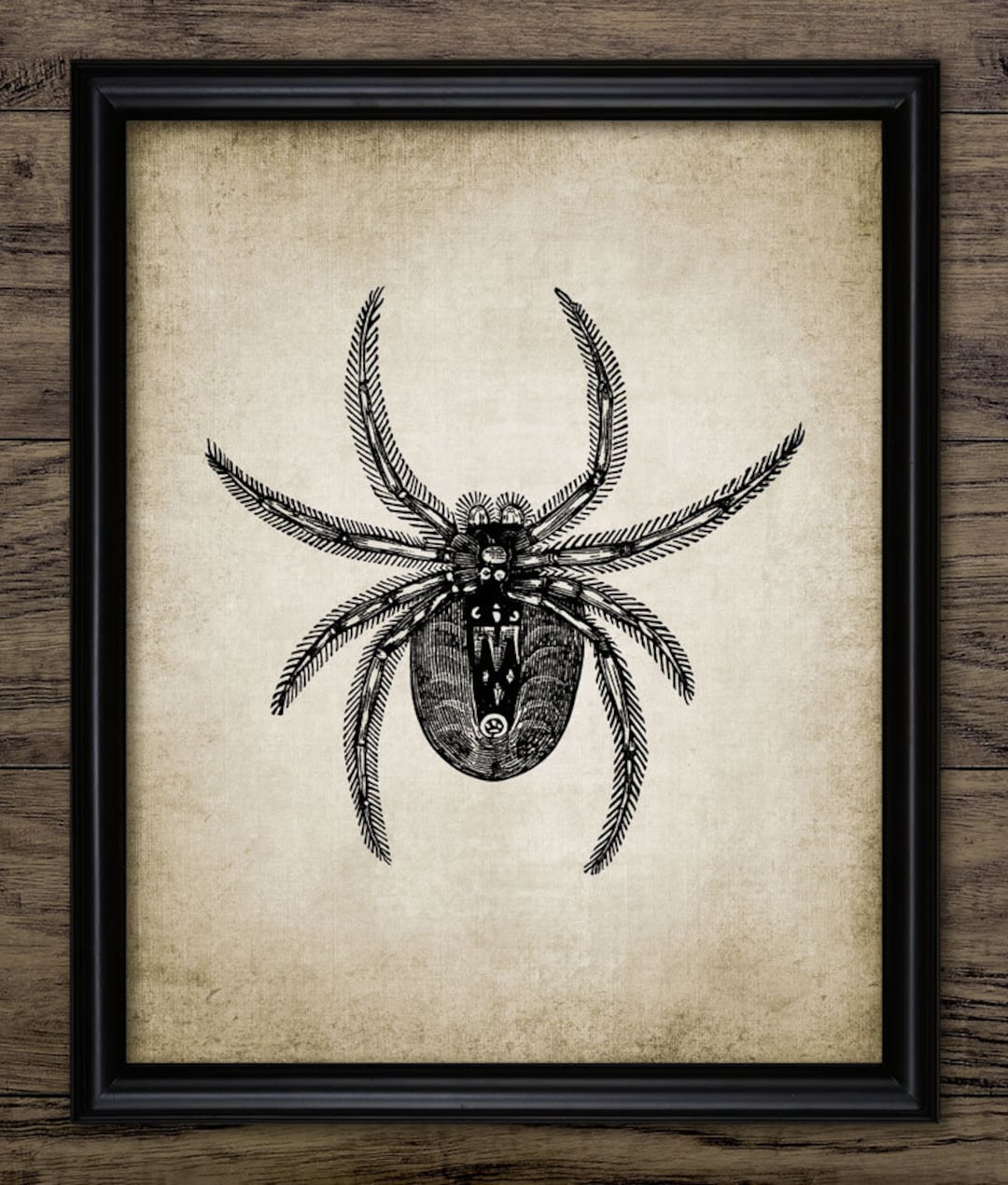 Spider Wall Art, Printable Spider, Arachnid, Vintage Spider Drawing ...